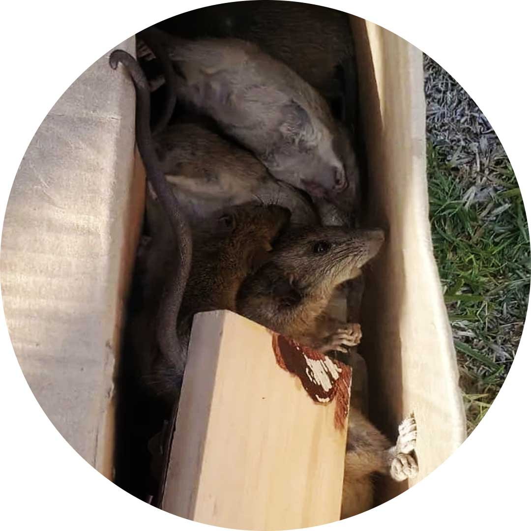 Rodent Control - Snap Trap Pest Control