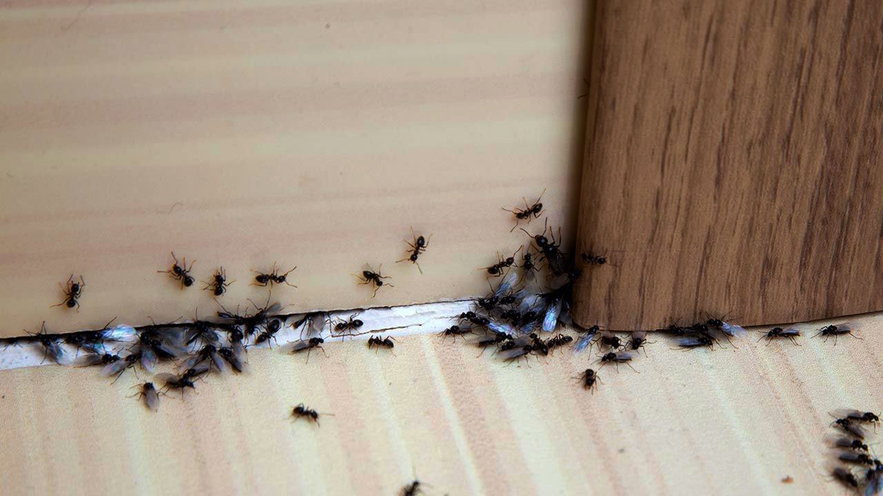 Ants Fumigation Service - SnapTrap Pest Control