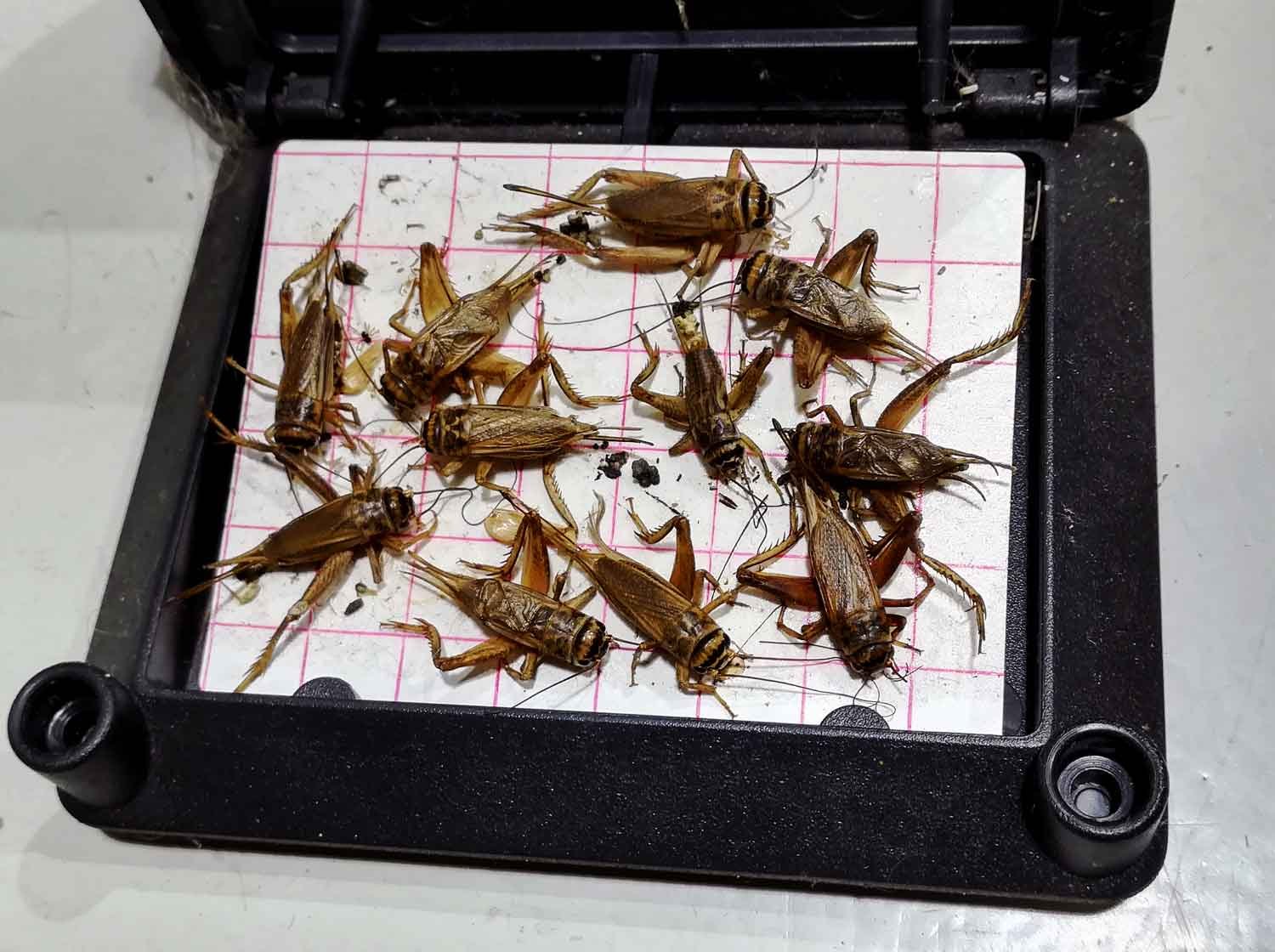 Crickets Removal Service - SnapTrap Experts in Los Angeles